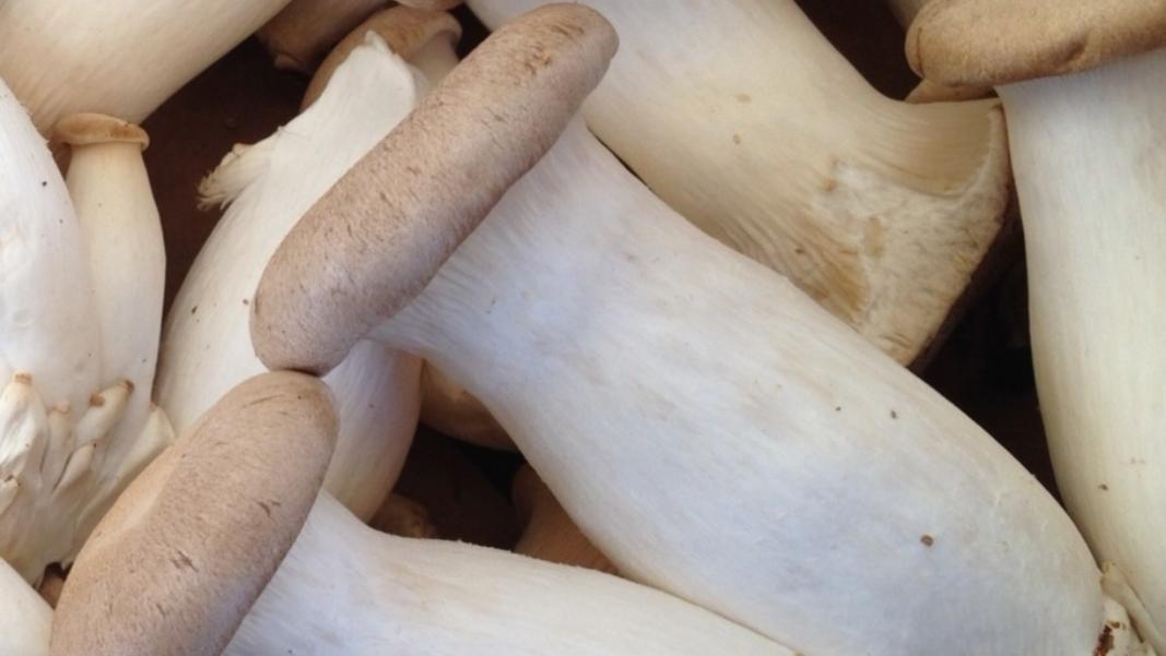 How to Grow King Trumpet Mushrooms with a Grow Kit – Redwood Mushroom ...