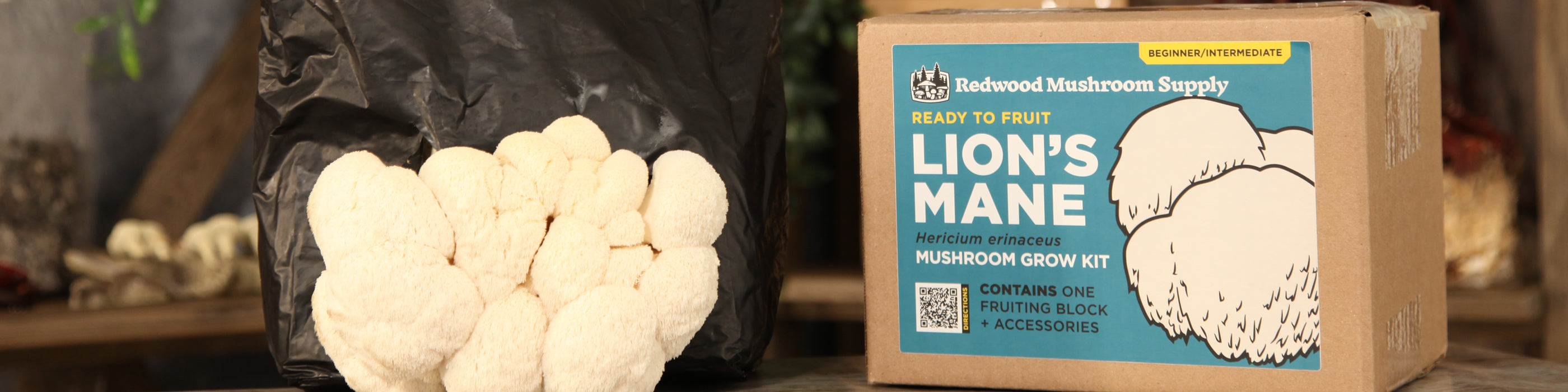 How to Grow Lion's Mane Mushrooms with a Grow Kit – Redwood Mushroom Supply