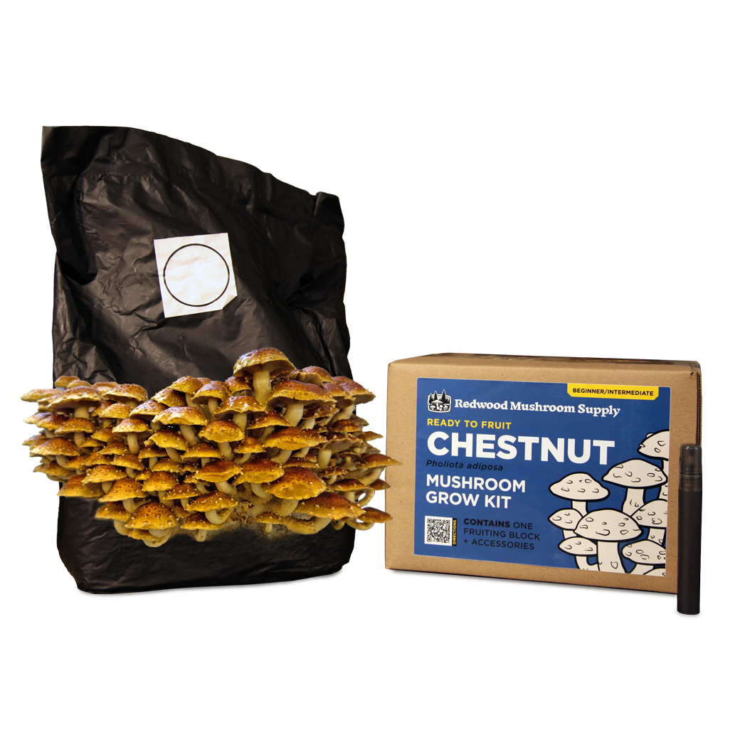 Chestnut Mushroom Grow Kit – Gourmet Mushroom Grow Kits – Redwood ...