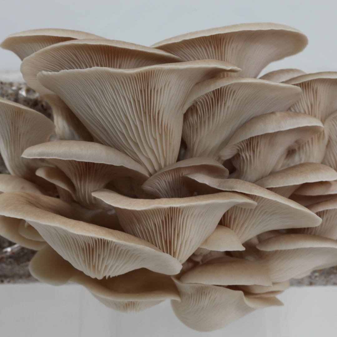 Beginner Mushroom Grow Kits | Easy Home Growing – Redwood Mushroom Supply